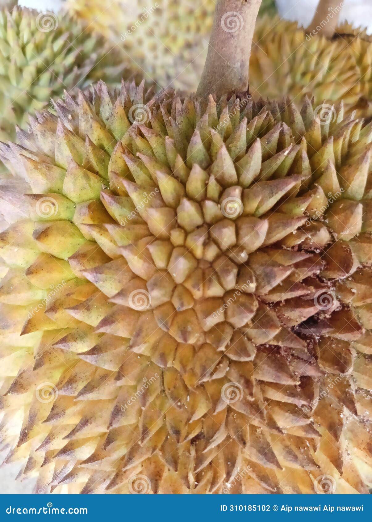 Durian Fruit with Sharp Spines Stock Photo - Image of spines, fruit ...