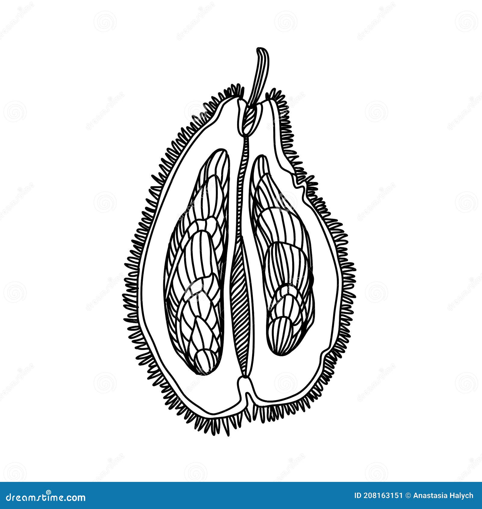 Durian Fruit Slice Doodle Vector. Slice Fruit in Hand Drawn, Sketch and ...