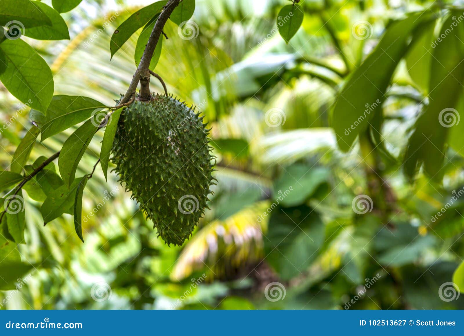 Durian Fruit stock image. Image of distinctive, petals - 102513627