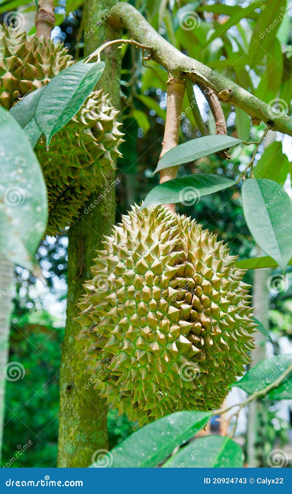 Durian Fruit on the Tree stock image. Image of agriculture - 20924743