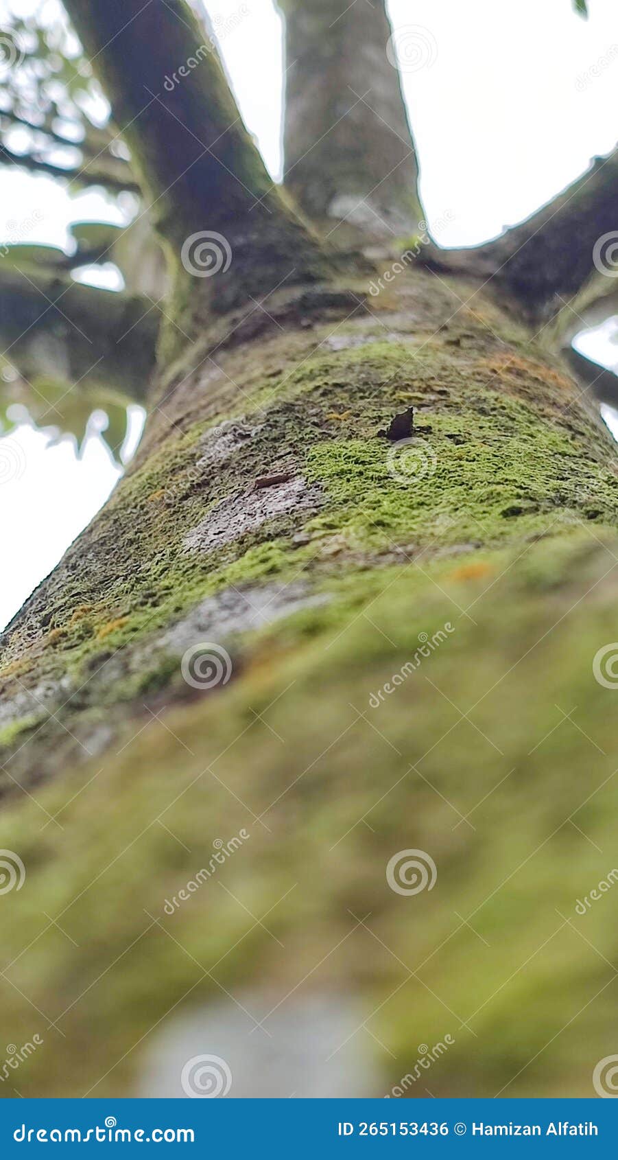 Durian Fruit Tree in the Forest Stock Photo - Image of grass, leaf ...