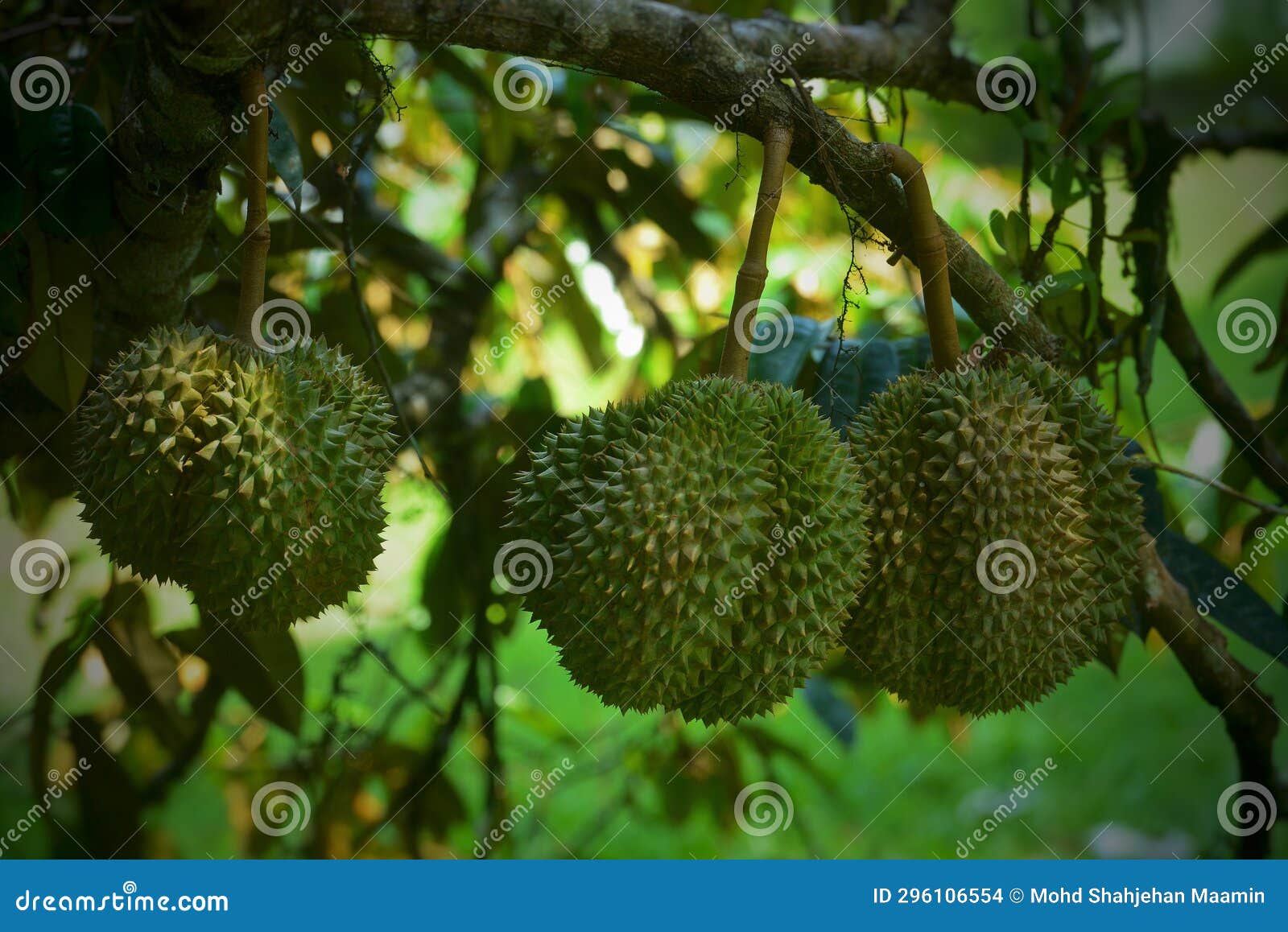 Fruits and objects stock photo. Image of jungle, fruits - 296106554