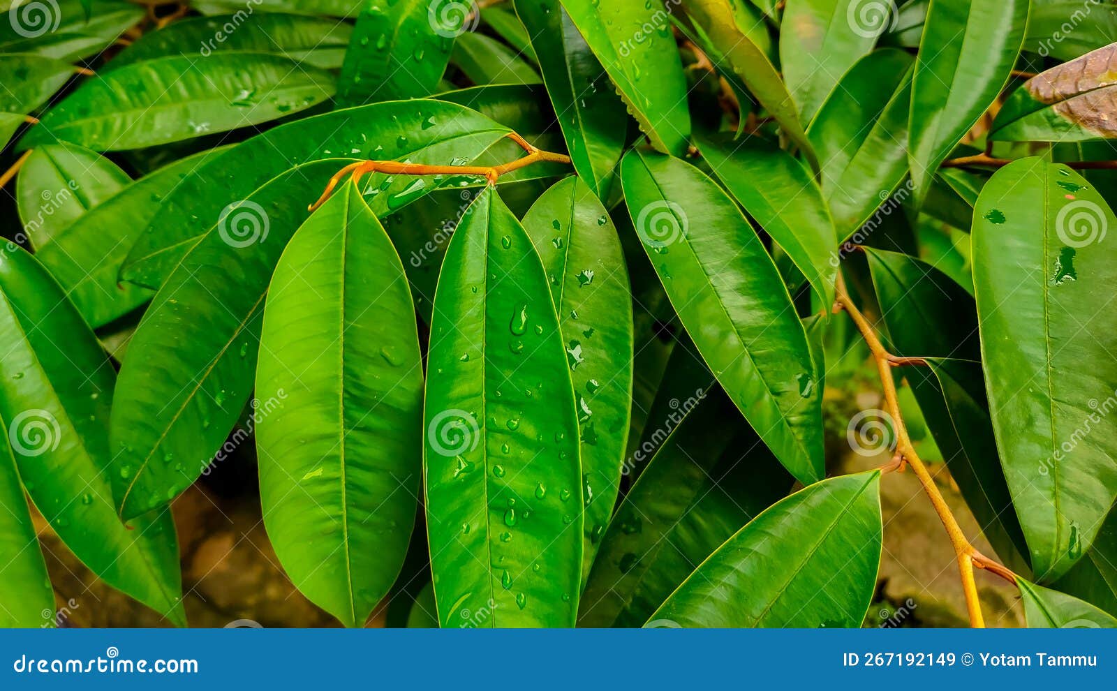 Durian Fruit Tree Leaves that are Still in the Process of Growing Stock ...