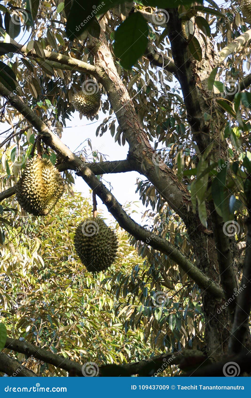 Durian fruit on tree stock image. Image of orchard, exotic - 109437009