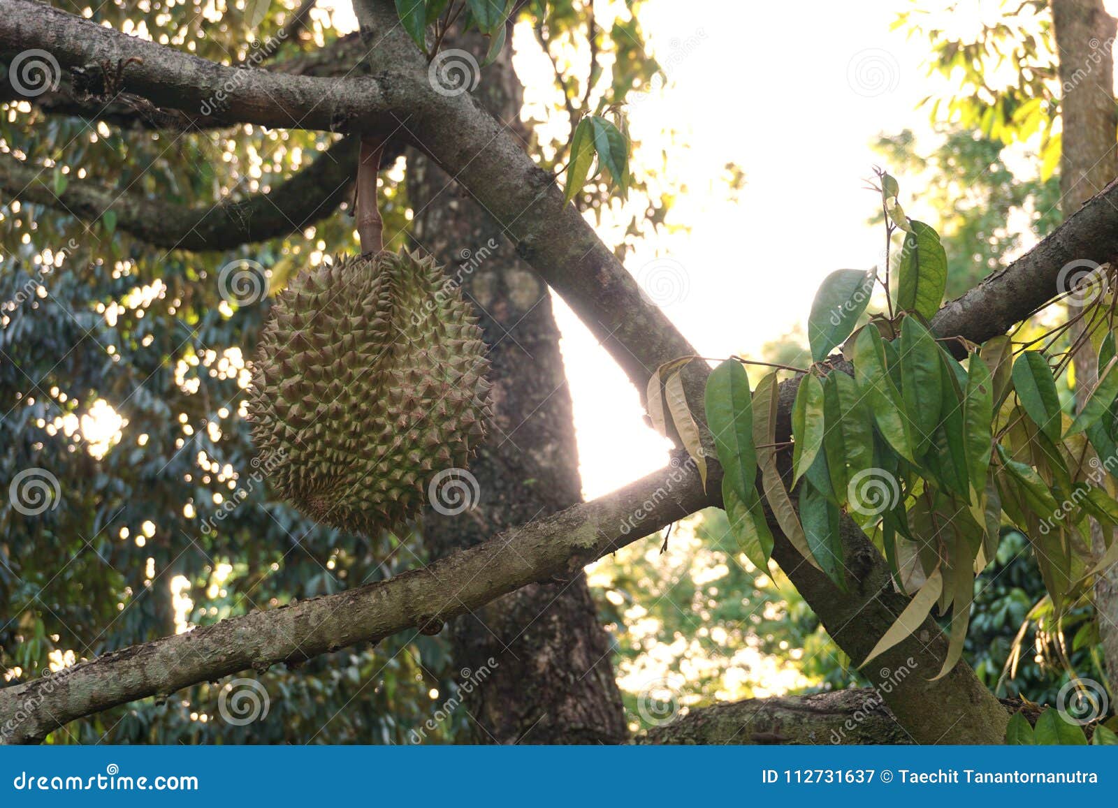 Durian fruit on tree stock image. Image of fresh, garden - 112731637