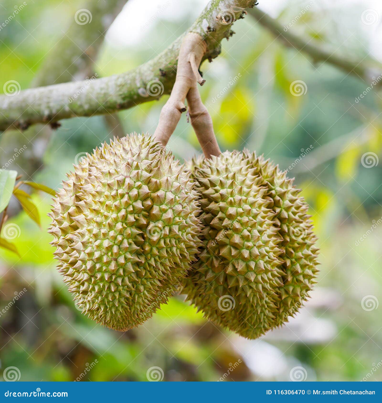 Durian fruit on tree stock photo. Image of natural, garden - 116306470