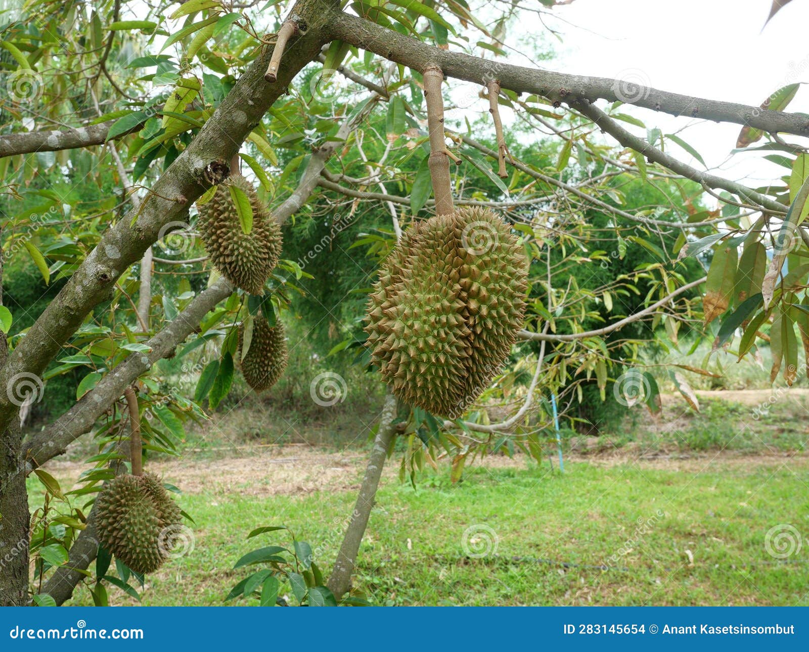 Durian Fruit on Tree in a Tropical Agricultural Area Stock Photo ...