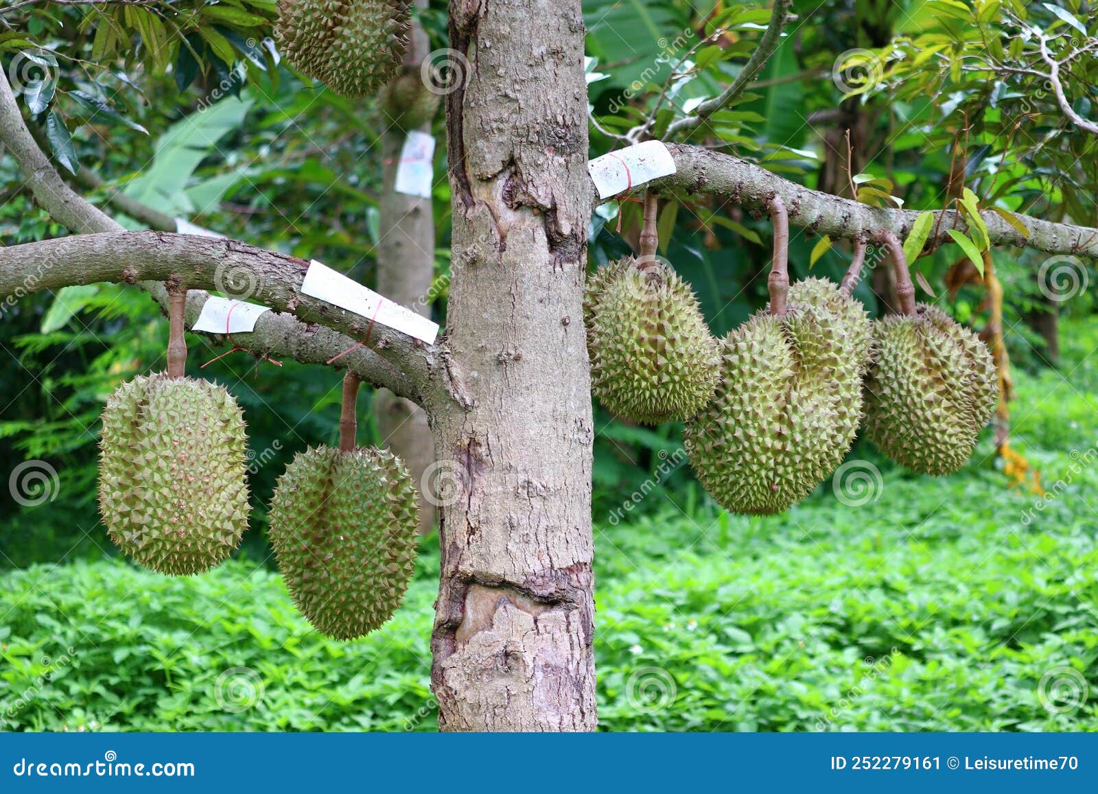 Durian fruit on tree stock image. Image of health, peel - 252279161