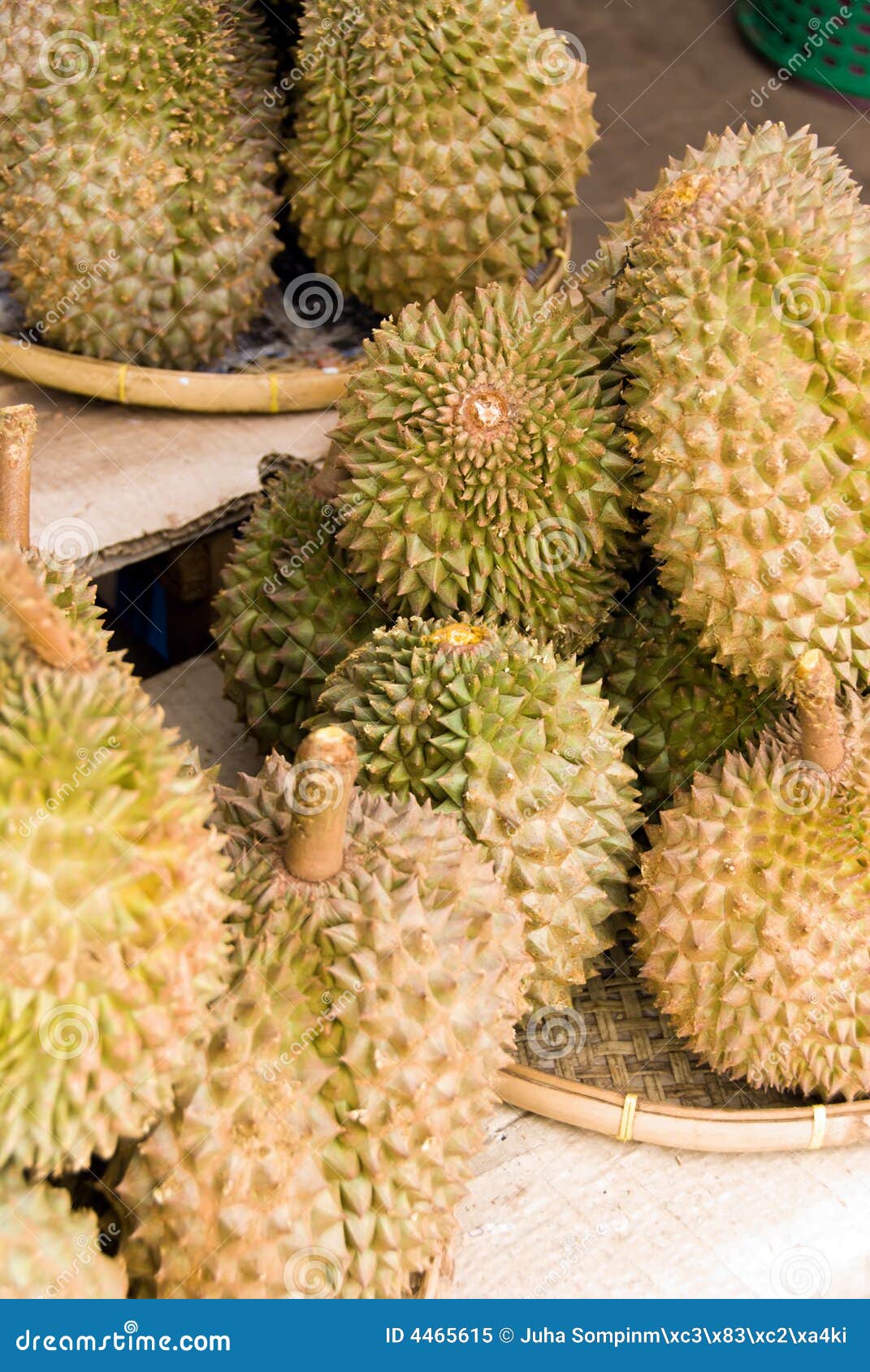 Spiked Durian Fruit Growing Hanging On A Branch, Strongly Smelling ...