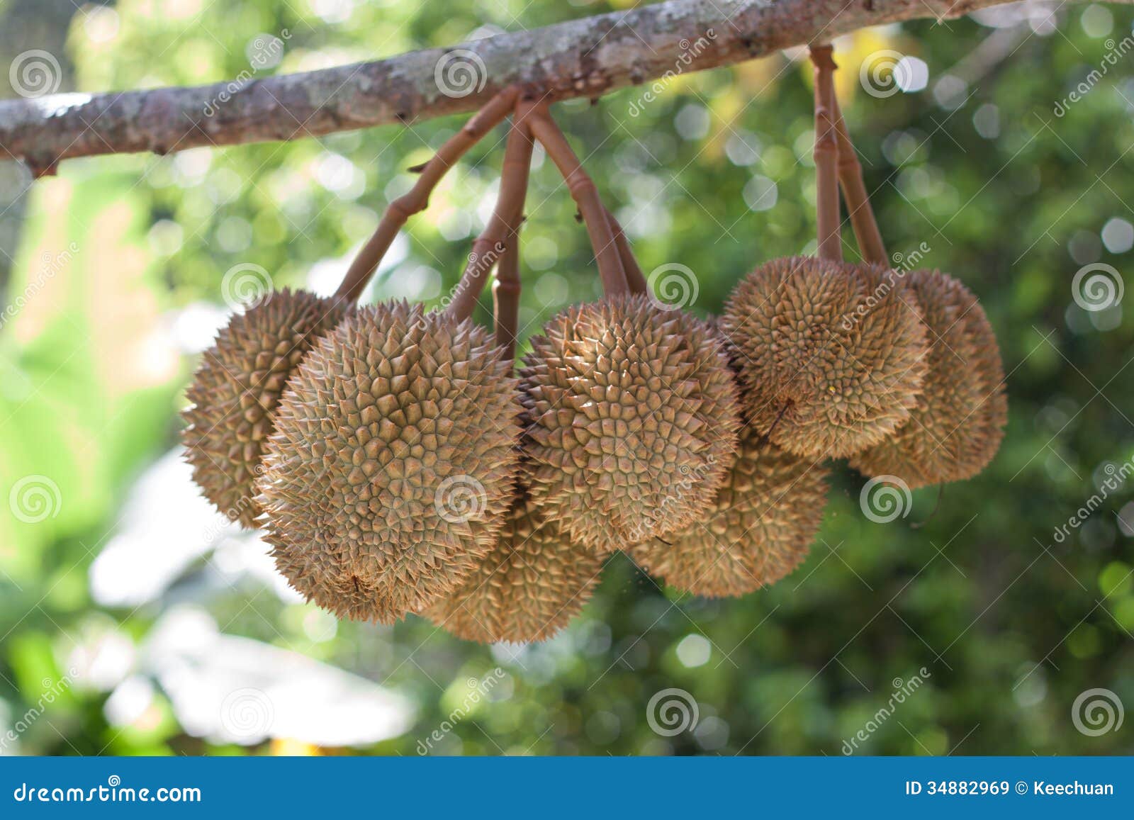 Durian Fruits with Stem on Tree Stock Image - Image of ethnicity ...
