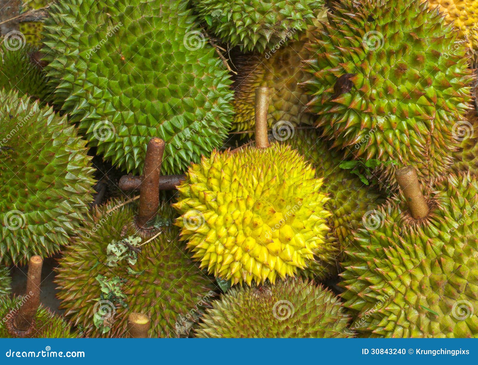 Durian fruits, thailand stock photo. Image of snack, asian - 30843240