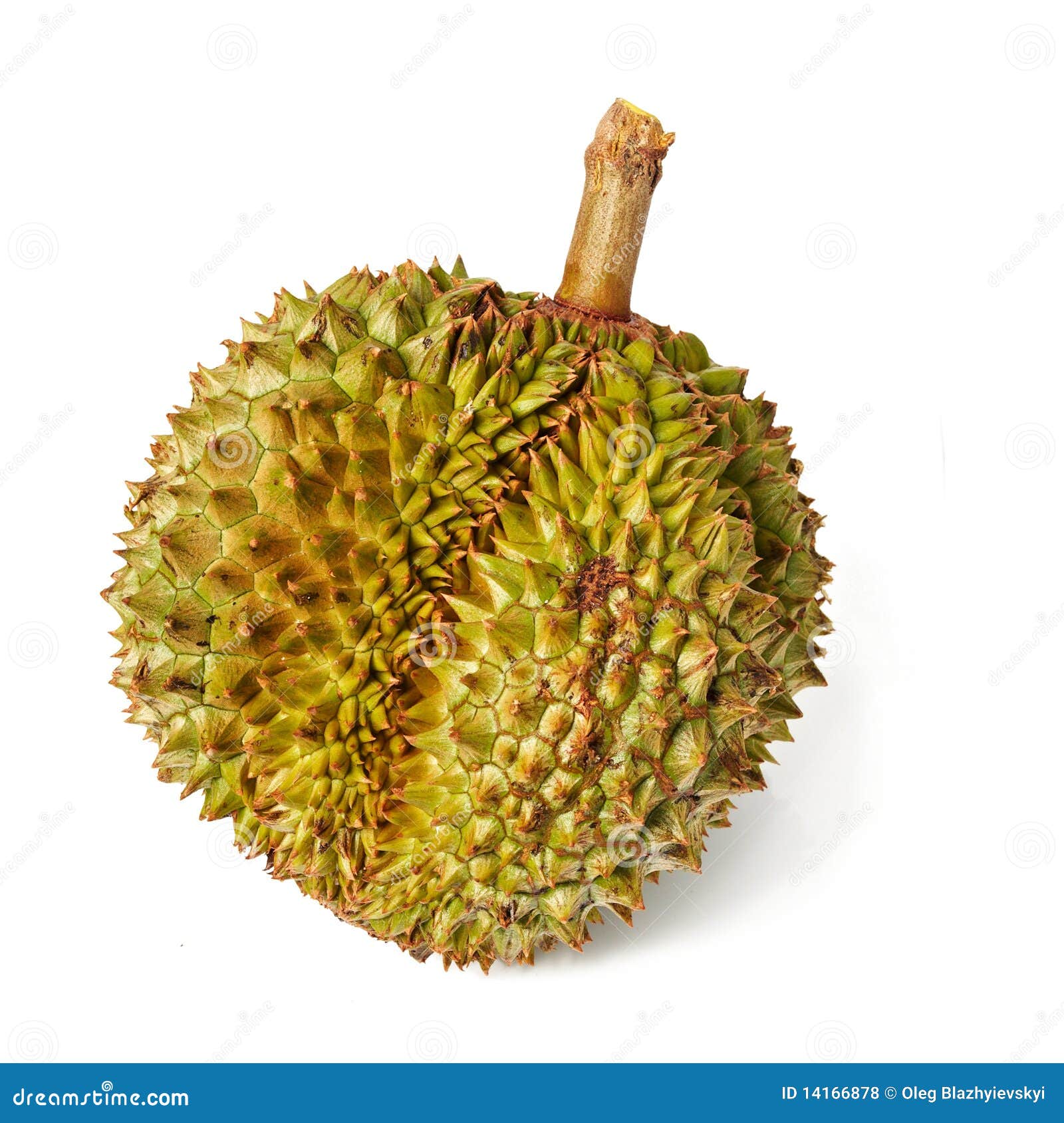 Durian. Fruta Tropical Gigante. Imagen Imagen: 14166878