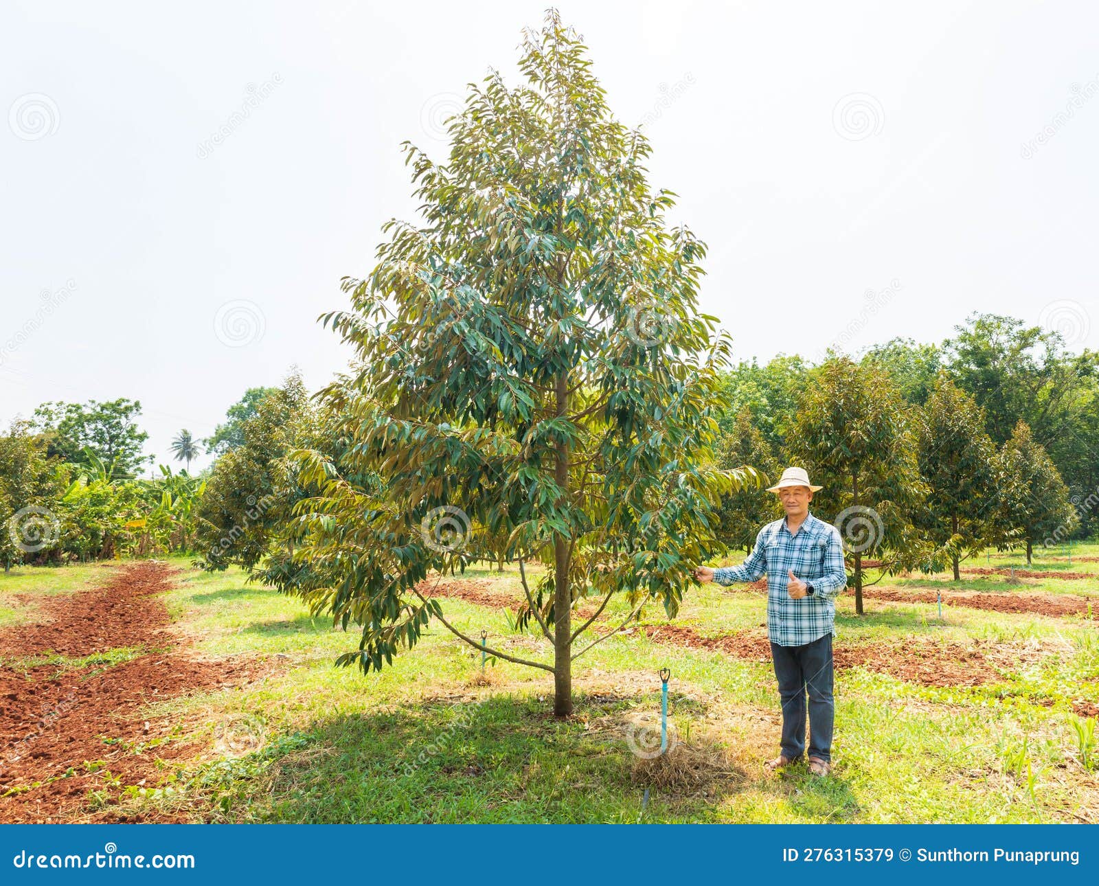 Durian Gardeners with Durian Trees with Perfect Stems Stock Image ...