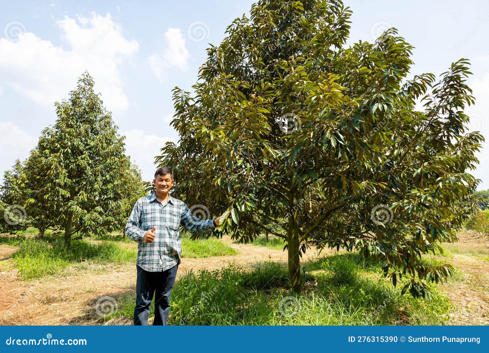 Durian Gardeners with Durian Trees with Perfect Stems Stock Photo ...