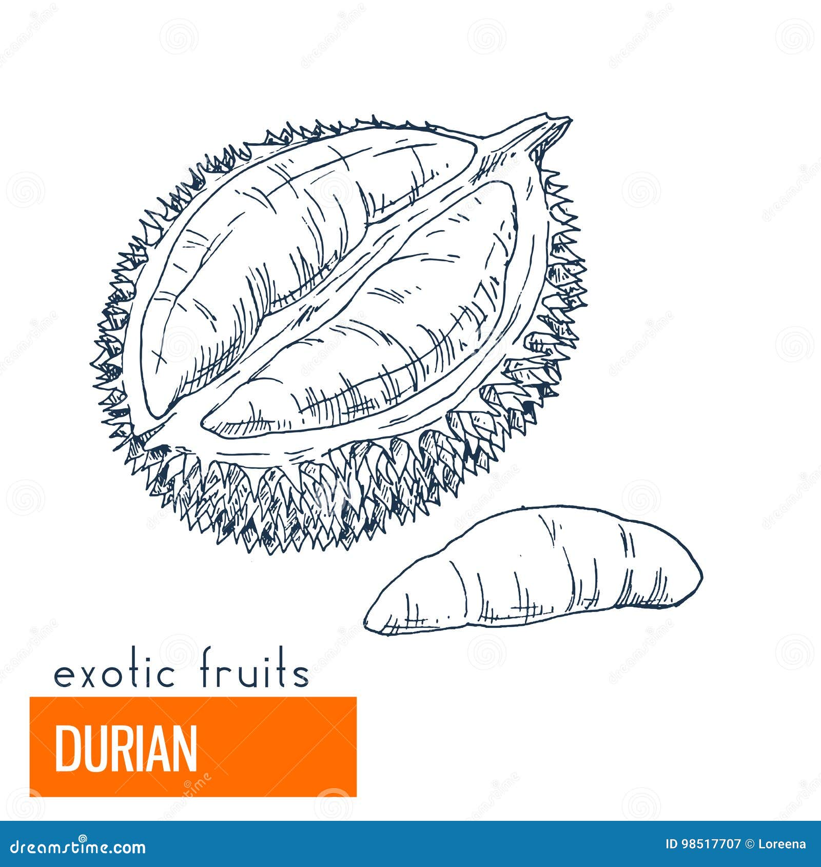 Durian Hand Tecknad Vektorillustration Vektor Illustrationer ...