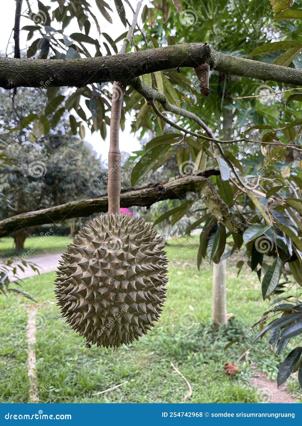 Durian Hanging on the Durian Tree. it is a Fruit with Thorns Stock ...