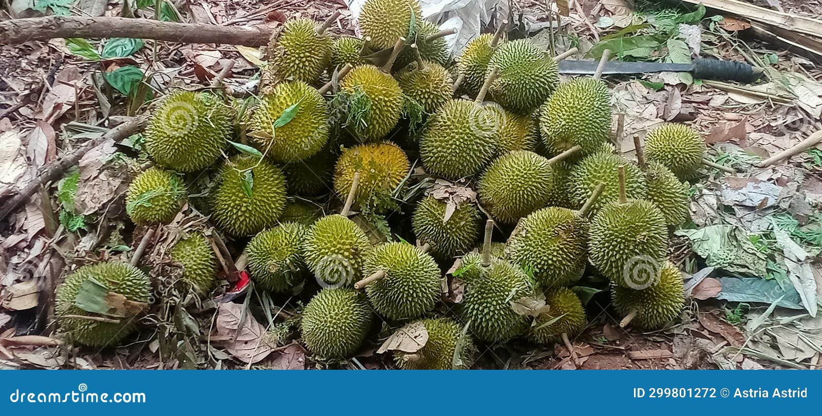 Durian Harvest in the Forests of Central Kalimantan Stock Photo - Image ...