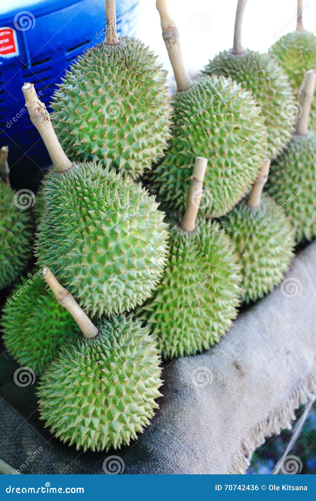 Durian stock photo. Image of market, native, selling - 70742436