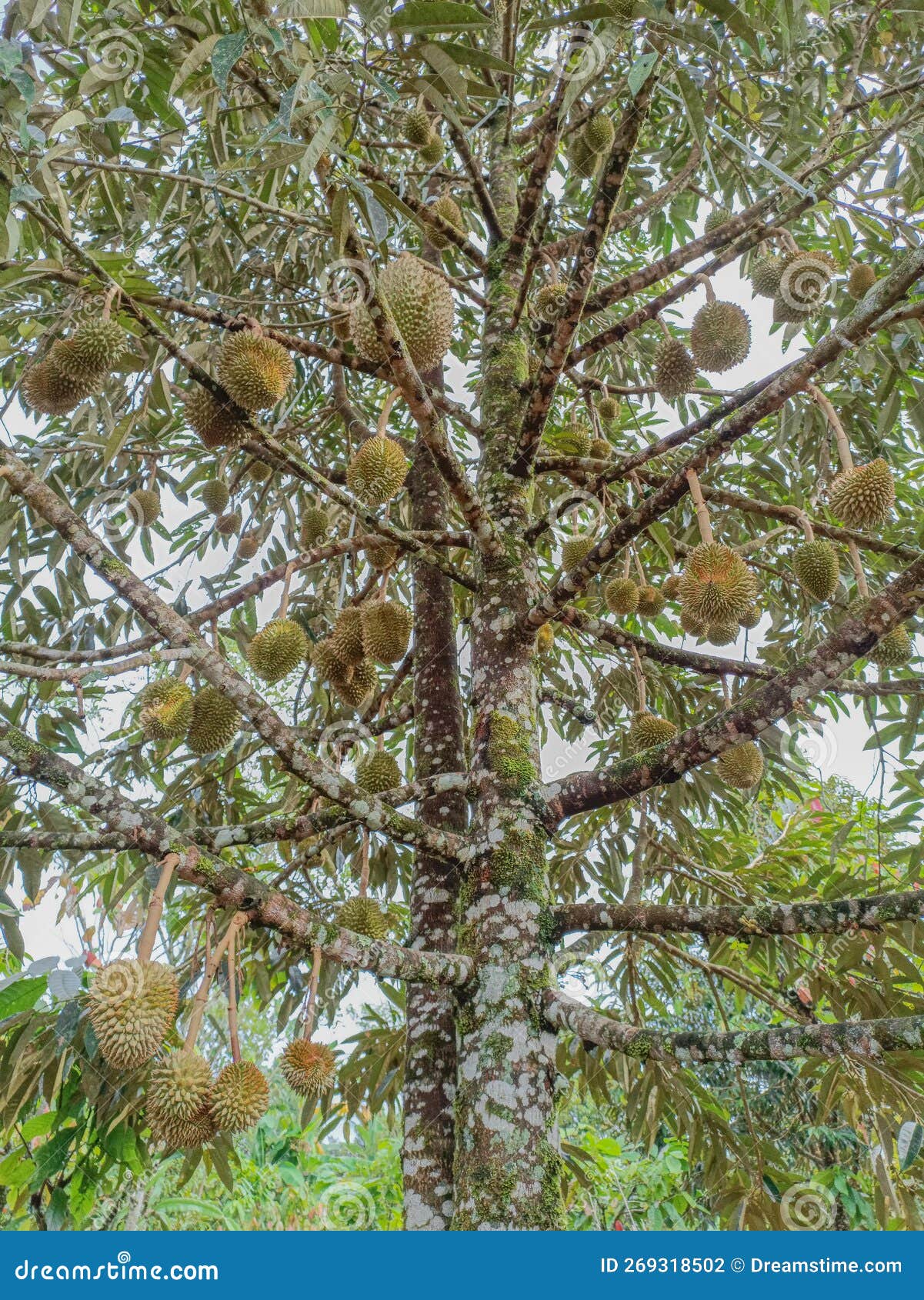 Durian indonesia poso stock photo. Image of plant, evergreen - 269318502