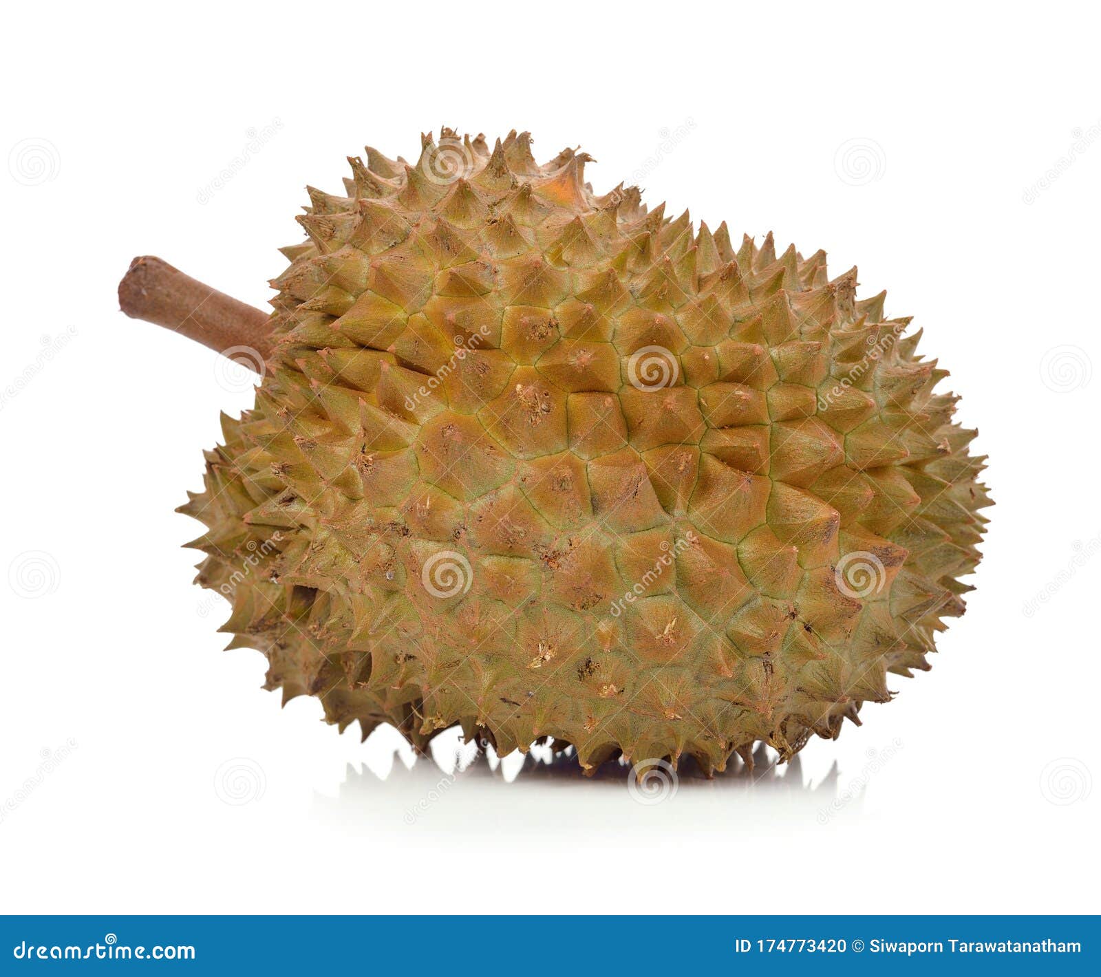 Durian Isolated on White Background Stock Photo - Image of flavor ...