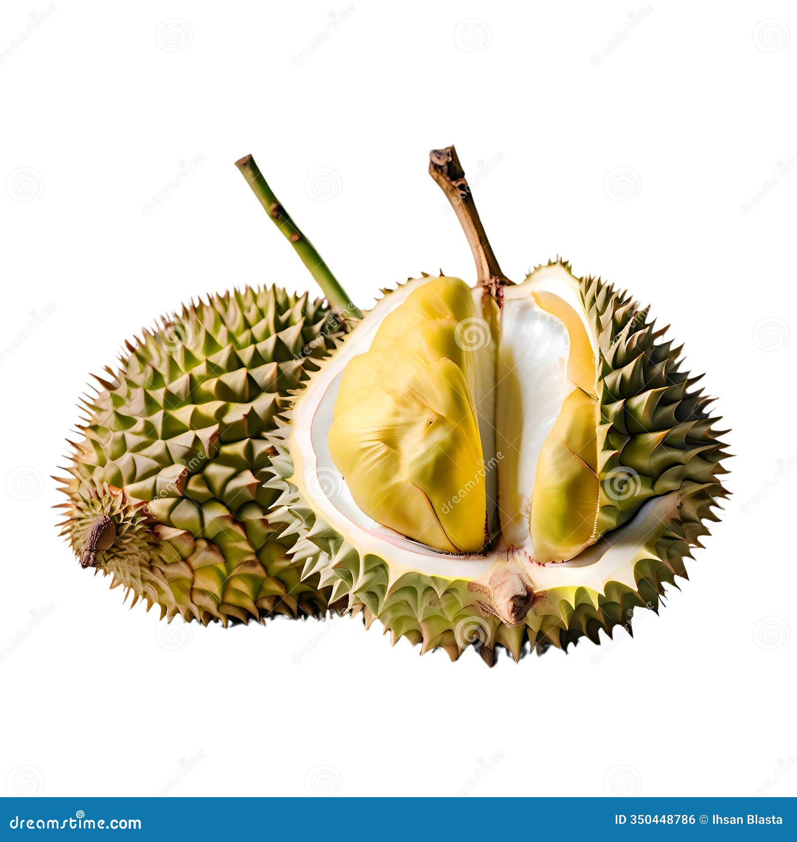 Durian Isolated on White Background Clipping Path Stock Illustration ...