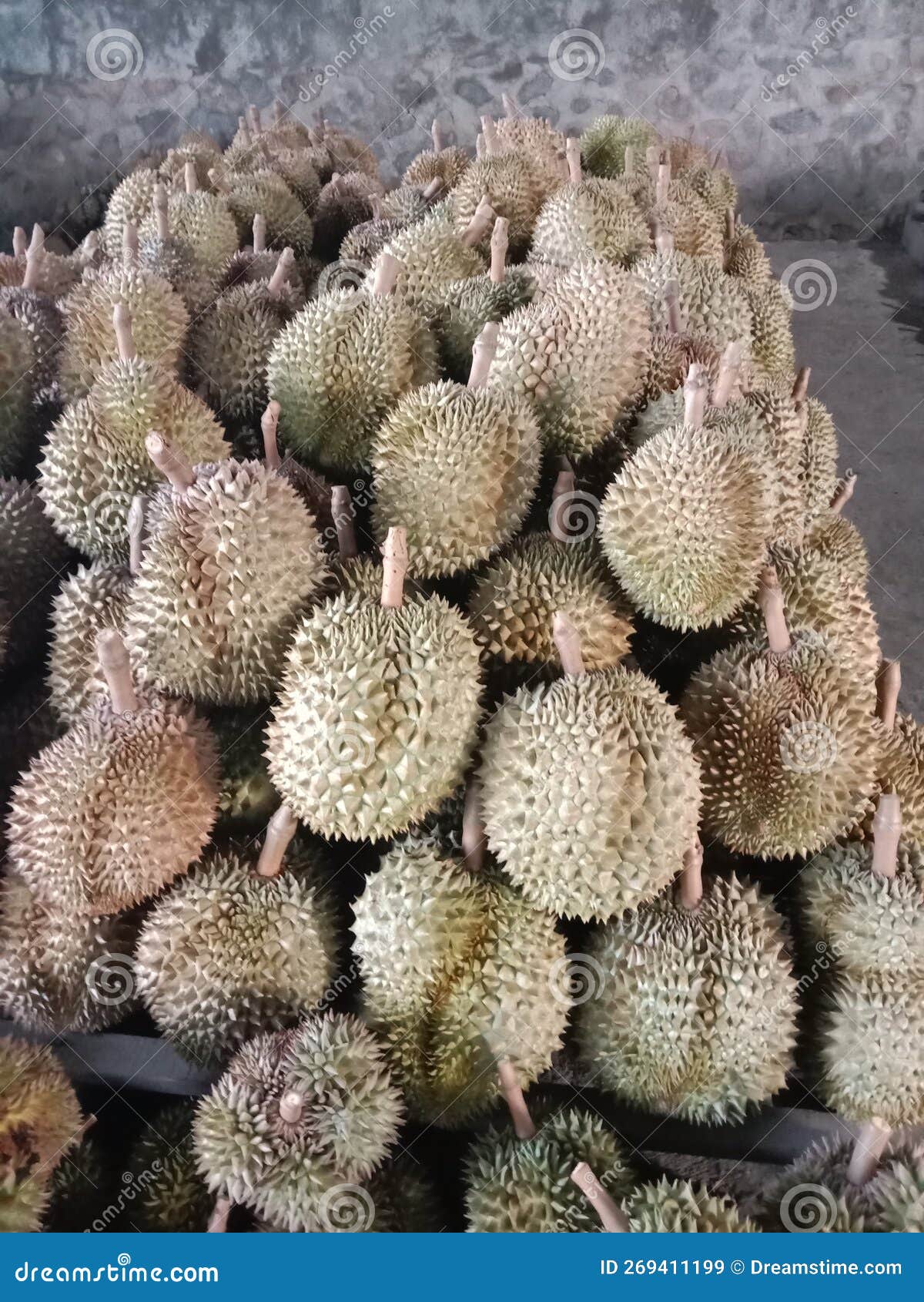 Durian Kane from My Farm in Bali Stock Image - Image of durian, kane ...