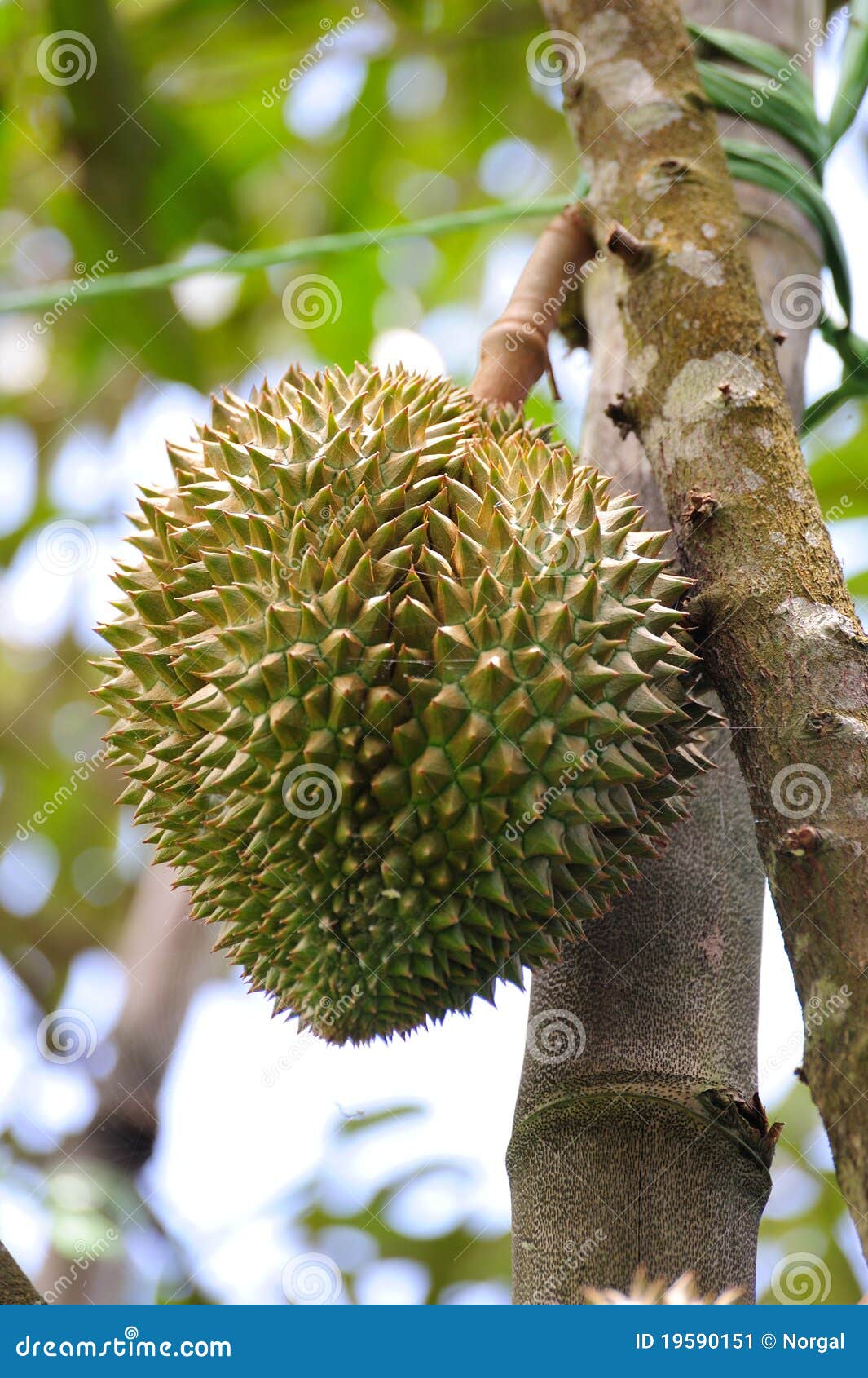 Durian, the king of fruit stock image. Image of thailand - 19590151