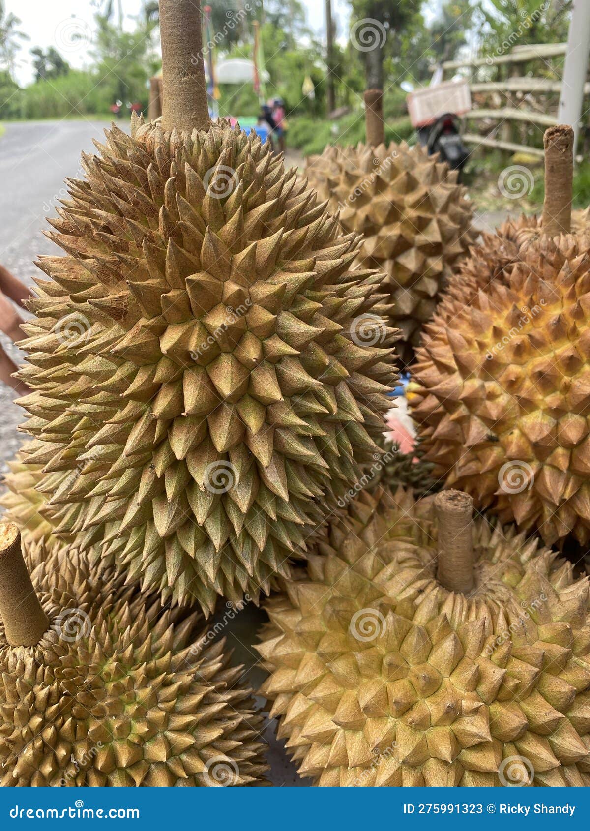Durian stock image. Image of bestfruit, durian, alcohol - 275991323