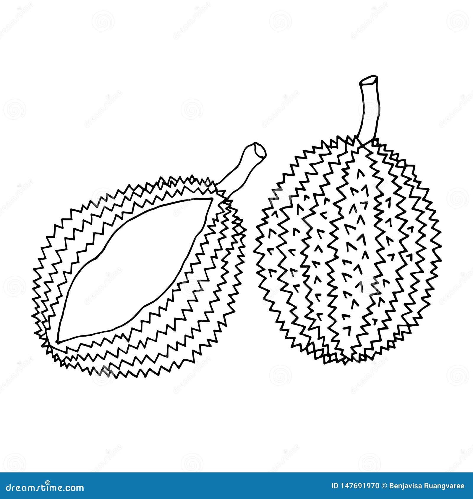 Durian King of Fruit Vector Illustration Design Hand Drawing Stock ...