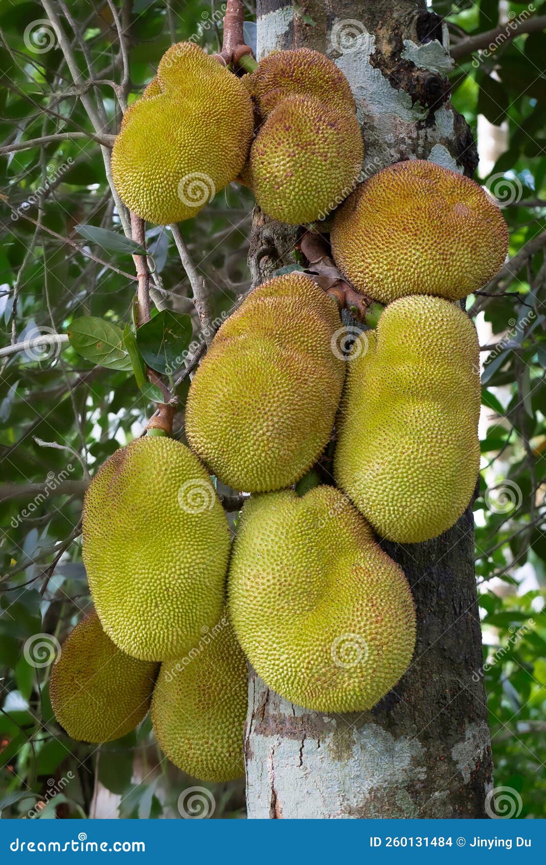 Durian-like boromiae stock photo. Image of abstract - 260131484