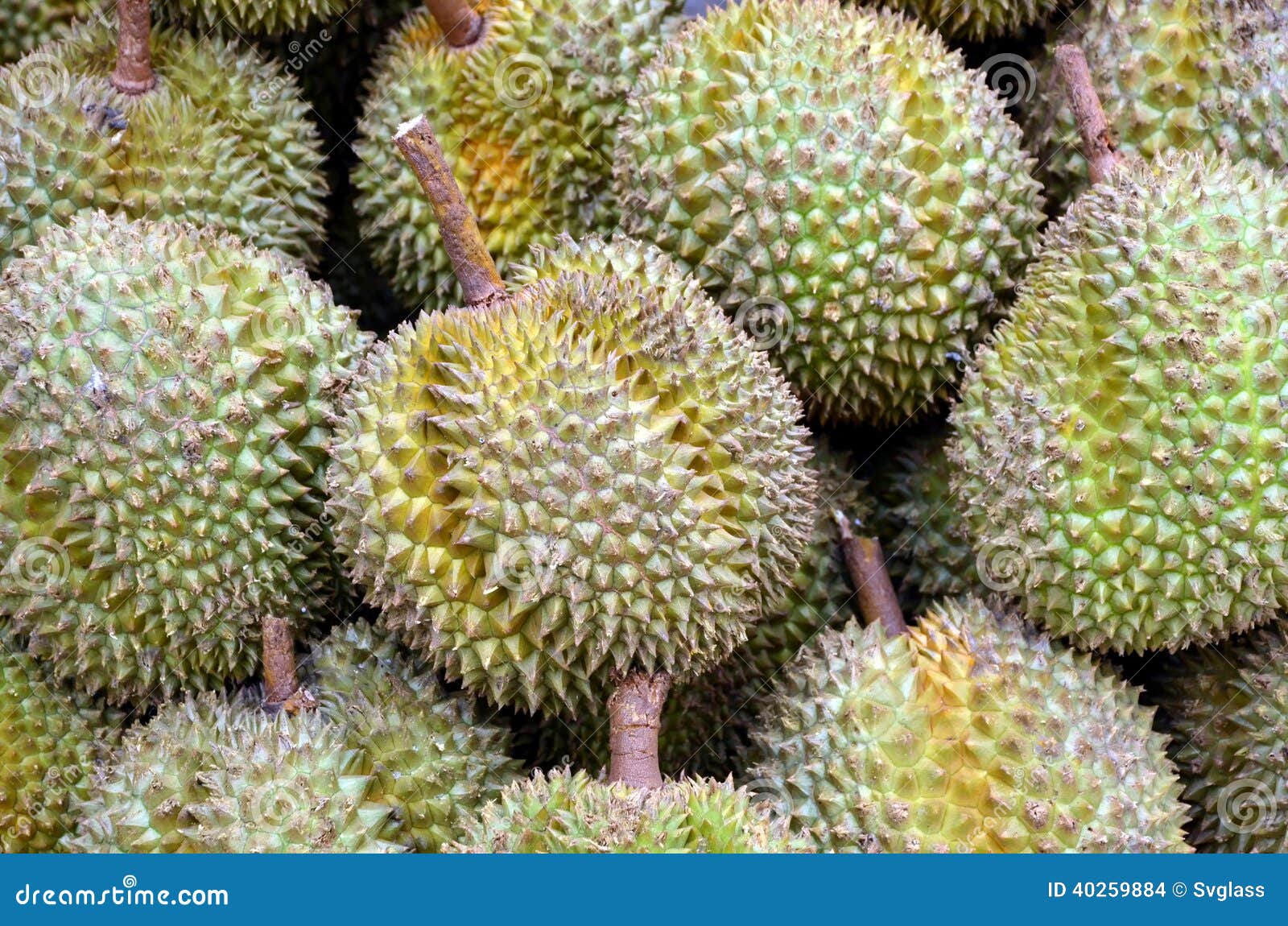 Durian stock photo. Image of horizontal, textured, brown - 40259884