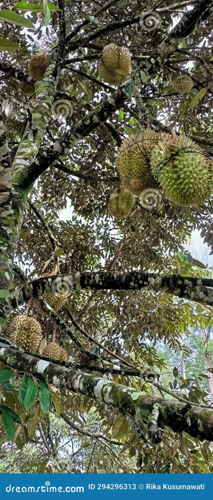 Durian Montong is a Very Delicious Fruit Stock Image - Image of fruit ...
