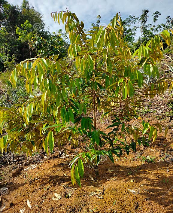 Durian Musang King Tree 3 Years Old Stock Image - Image of flower ...