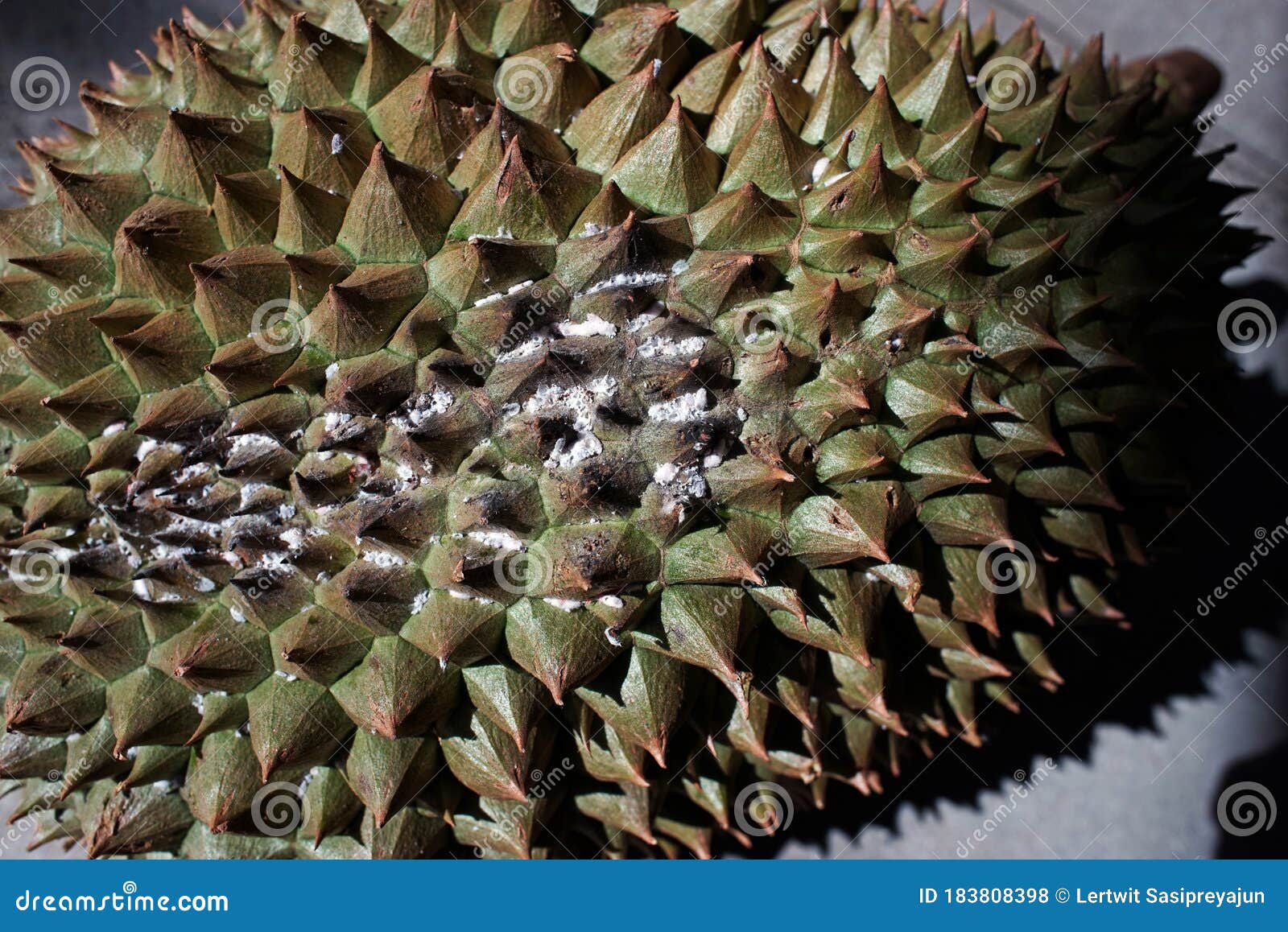 Durian Pest, Mealybugs on Durian Fruit Stock Photo - Image of ...