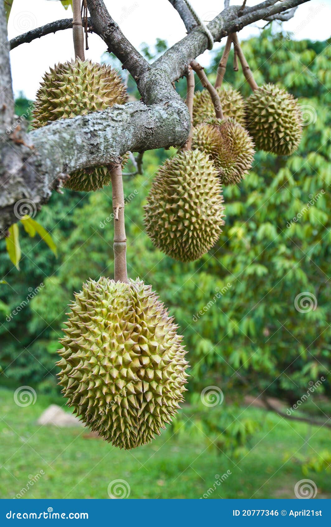 Durian, Rey De La Fruta Tropical Foto de archivo - Imagen de coma ...