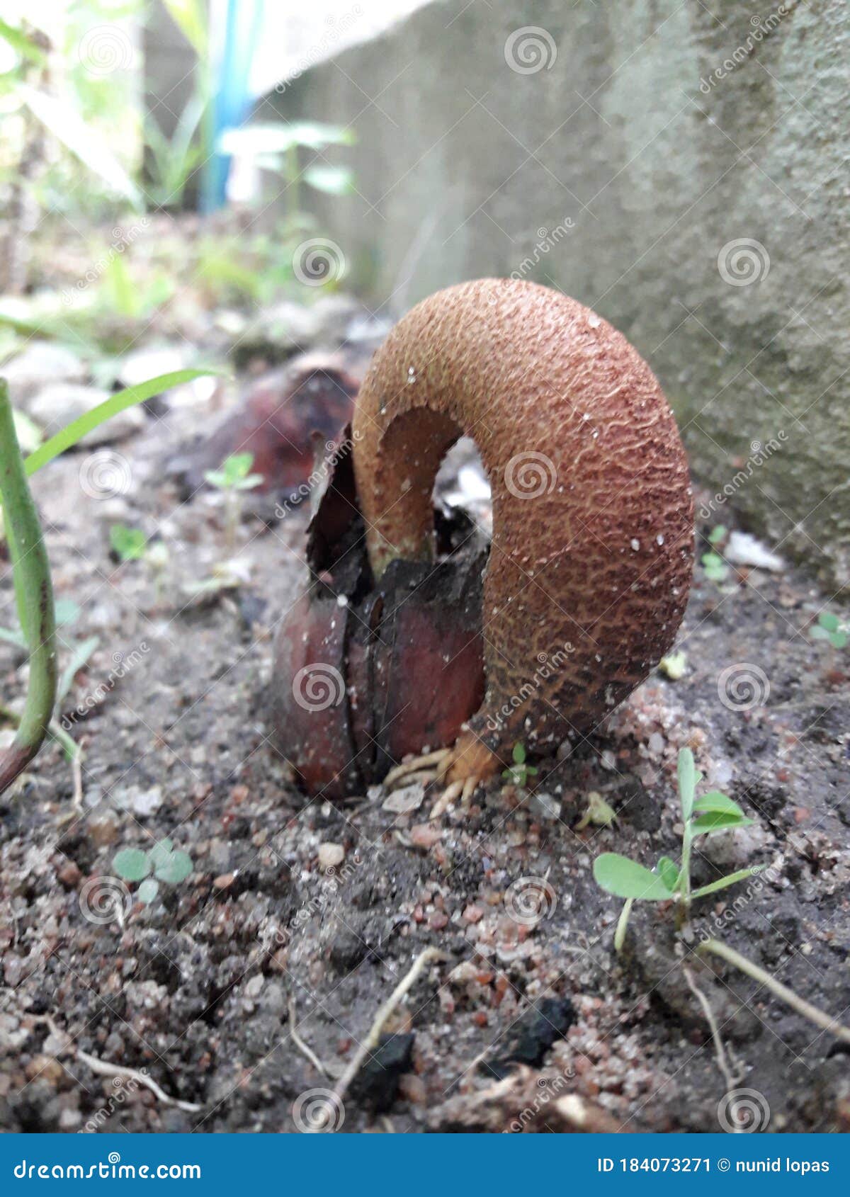 Durian Seeds are Germinating. we Cultivate Durian Seedlings Stock Image ...