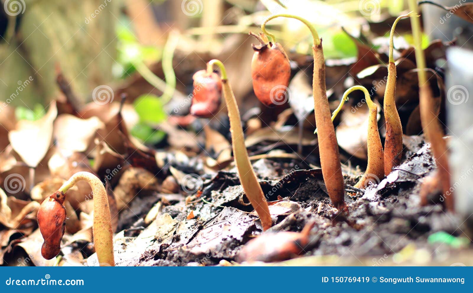Durian Seeds are Sprouting. Stock Image - Image of growth, beginning ...