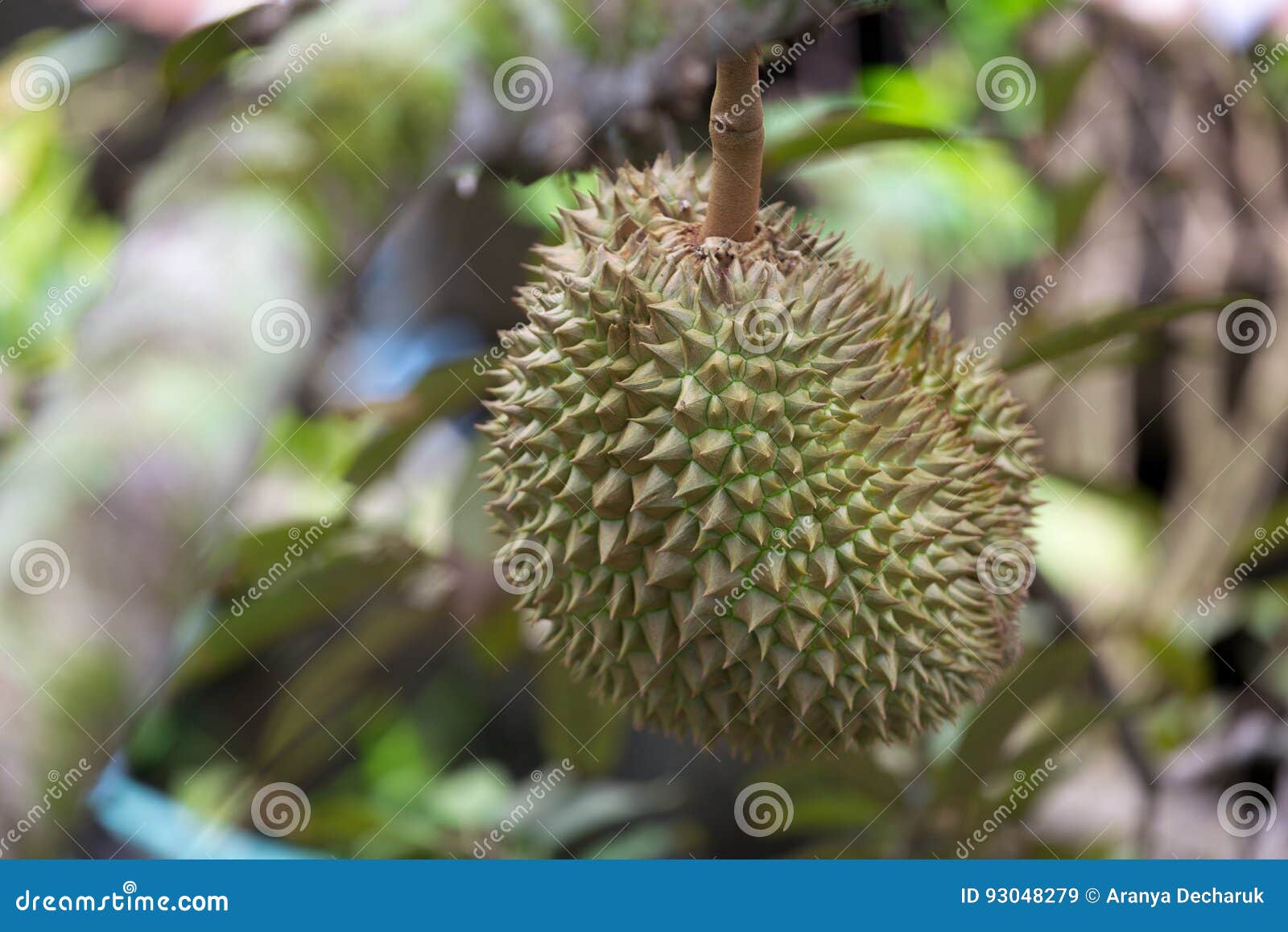 Durian stock image. Image of fresh, single, garden, durians - 93048279