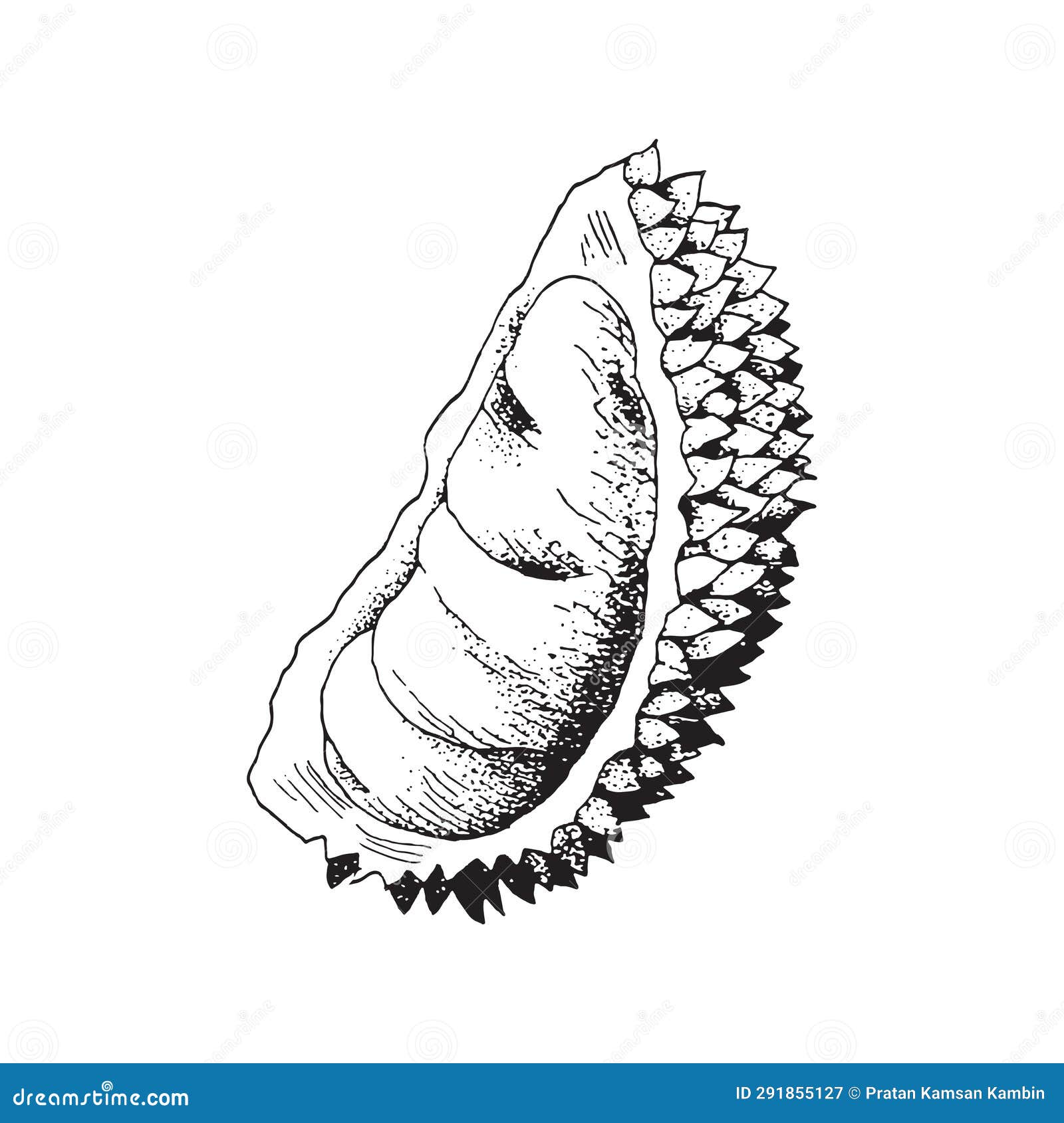 Durian, Durian Sketch Vector Illustration, Vector Hand Drawn ...