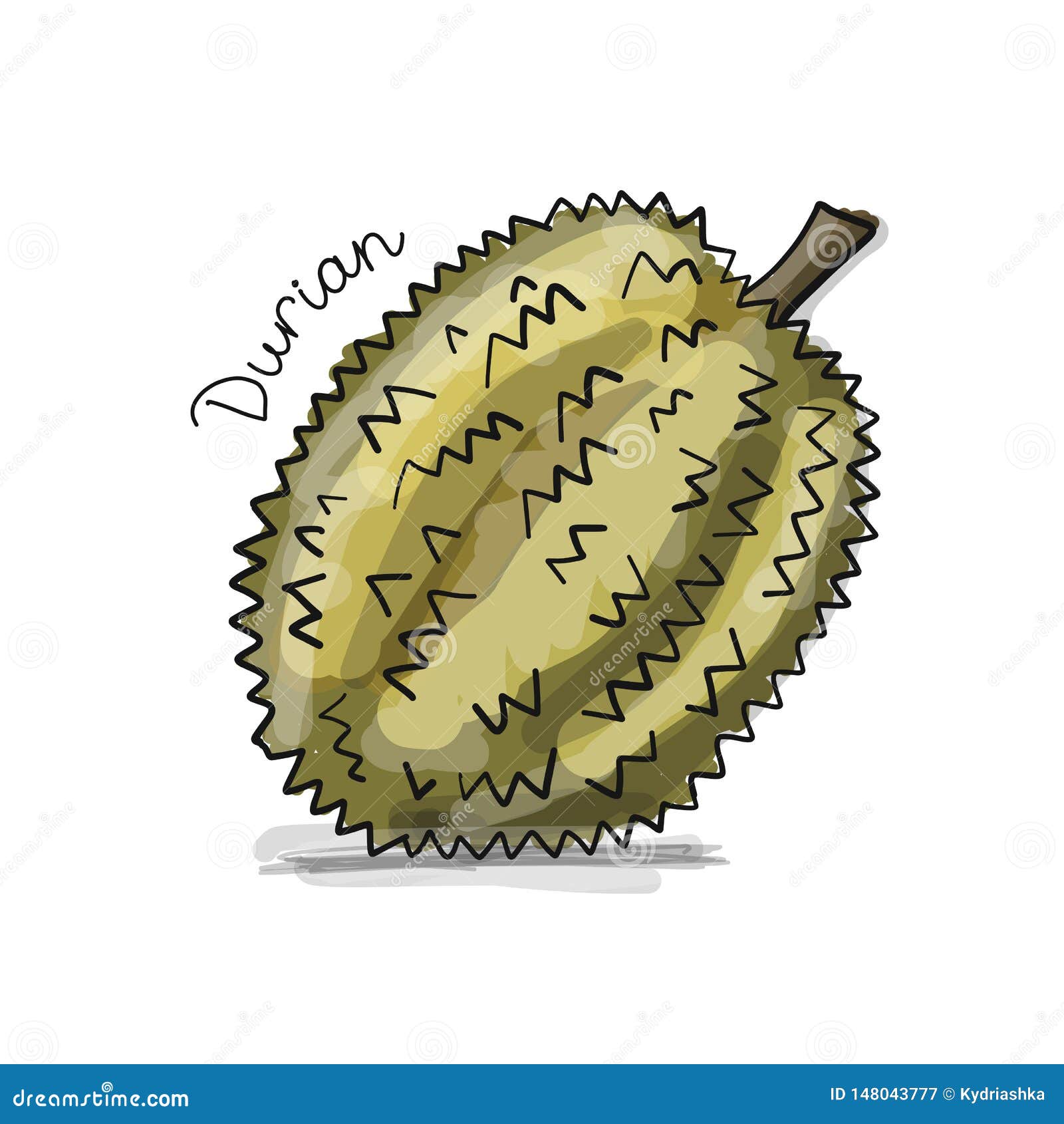 Durian, Sketch for Your Design Stock Vector - Illustration of food ...