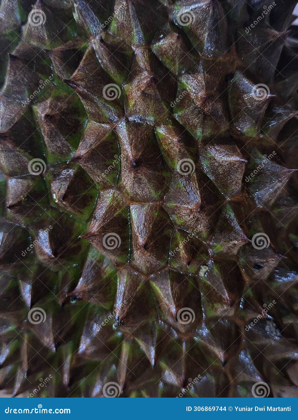 Durian Skin. it& X27;s Sharp Like Thorn Stock Photo - Image of ...