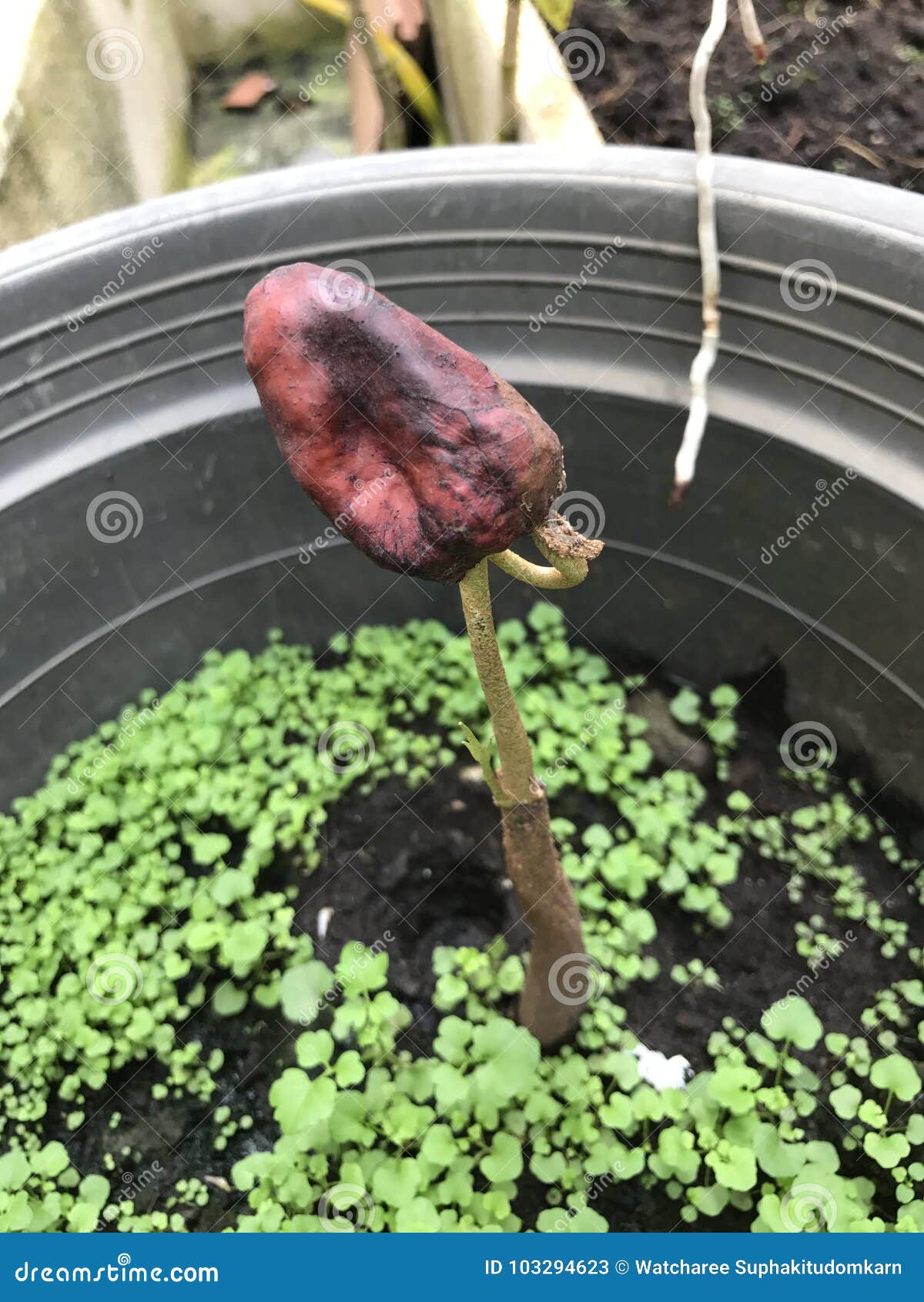 A durian sprout. stock image. Image of farm, abstract - 103294623