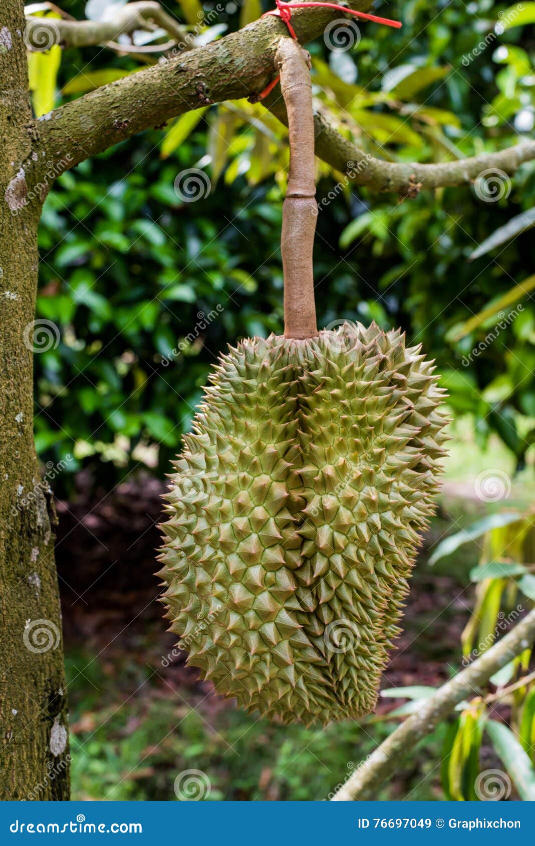 Durian , Thai King fruit stock image. Image of climate - 76697049