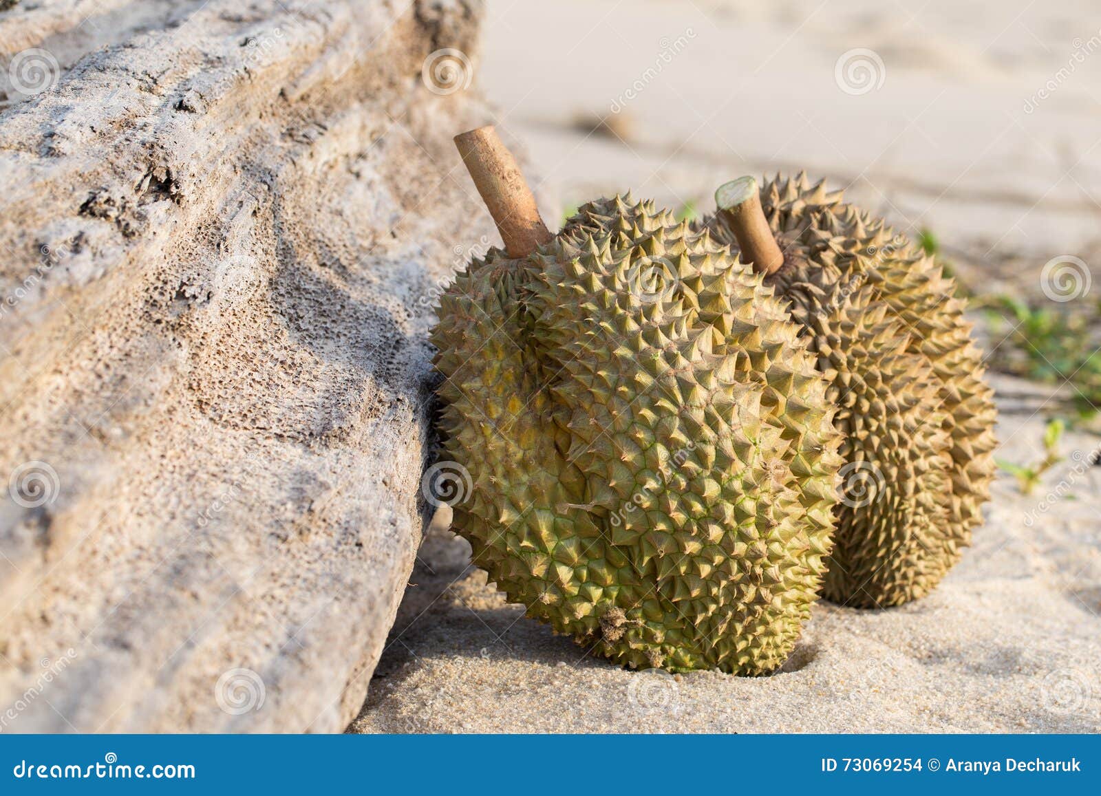 Durian with Timber on Beach. Stock Photo - Image of hardskin, timber ...