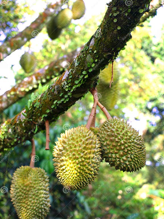 Durian on tree stock image. Image of durio, green, material - 2897573