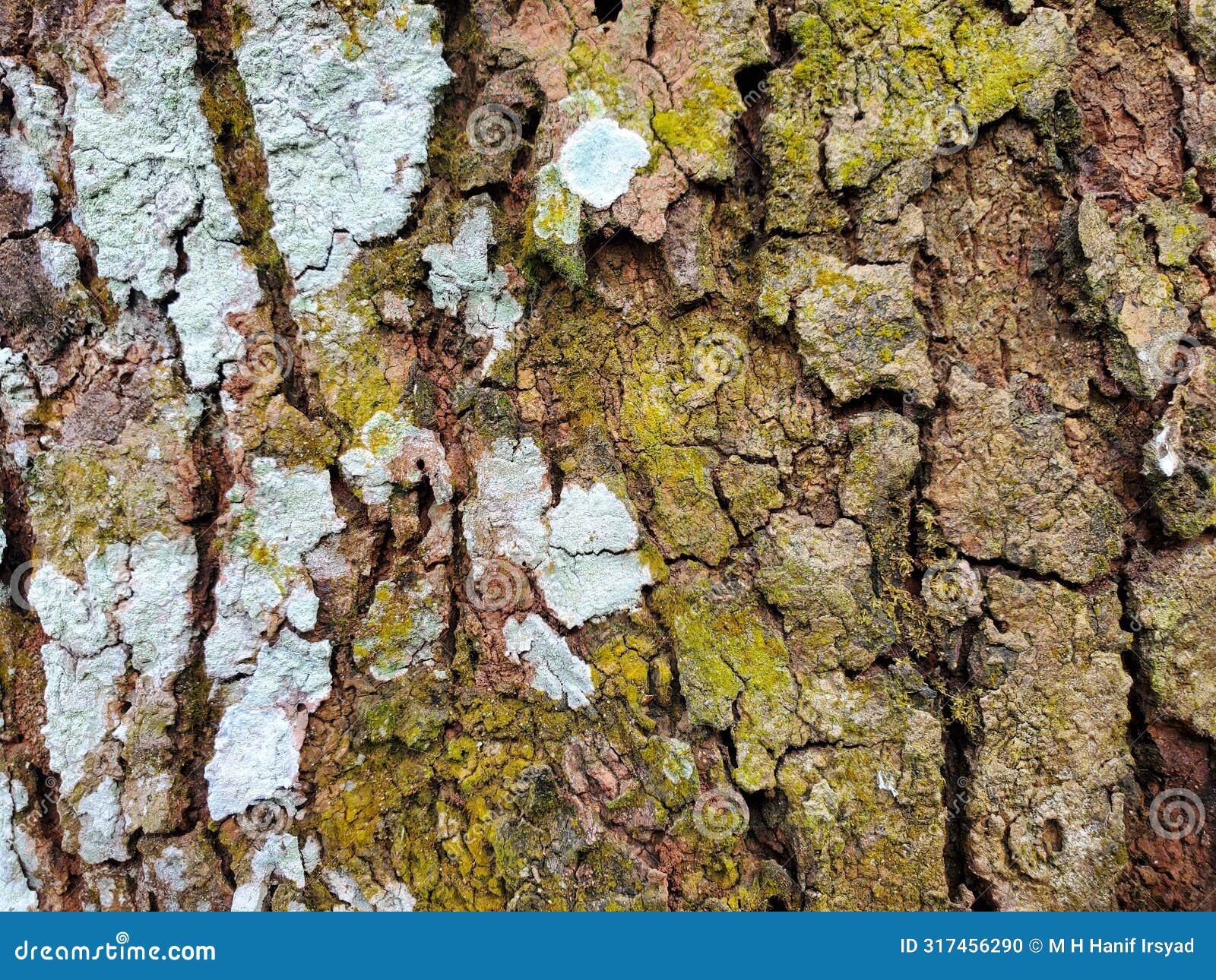 Durian Tree Bark Forms Attractive Patterns on the Bark of the Tree ...
