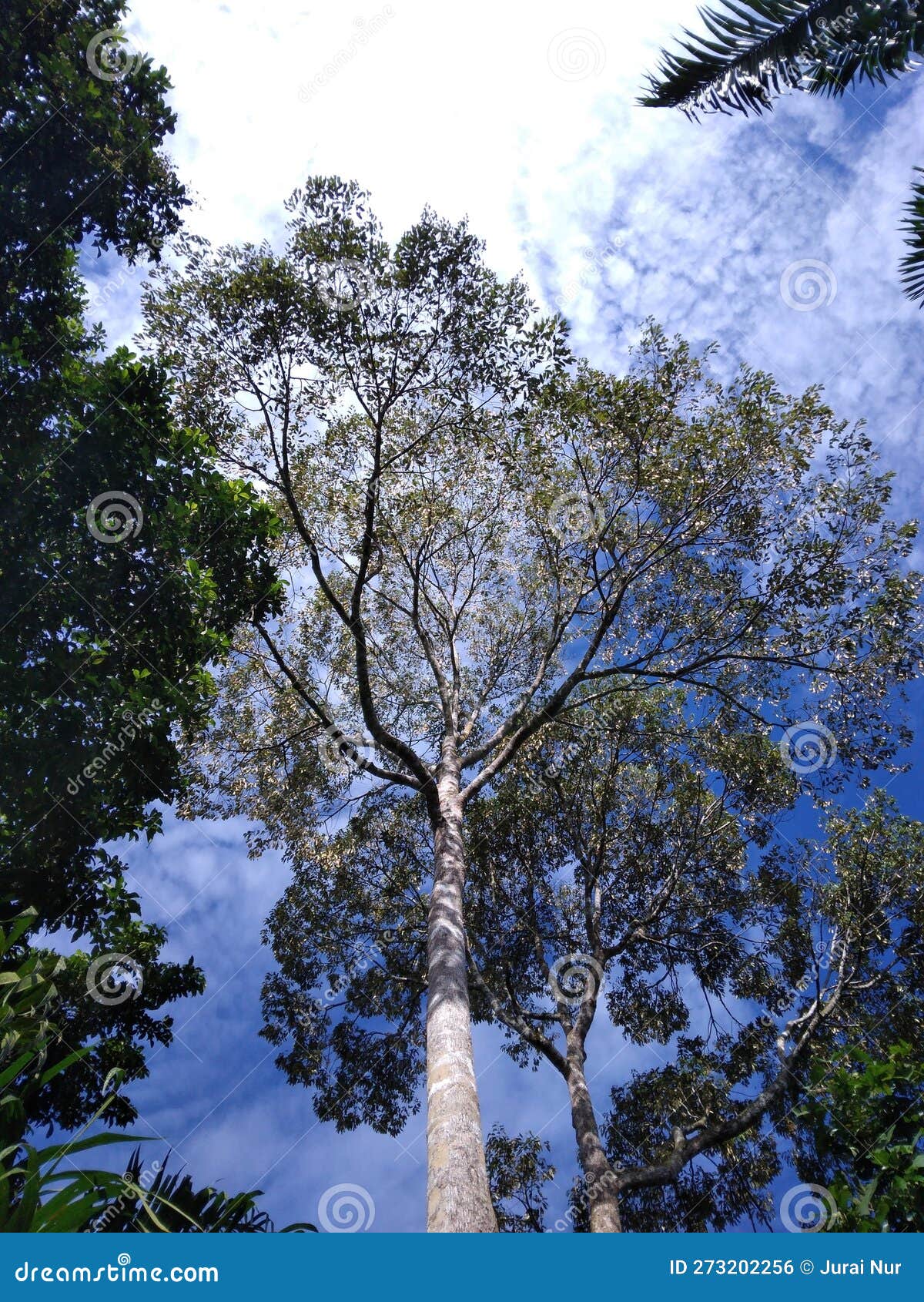 This is a Durian Tree that is Decades Old. Stock Photo - Image of green ...