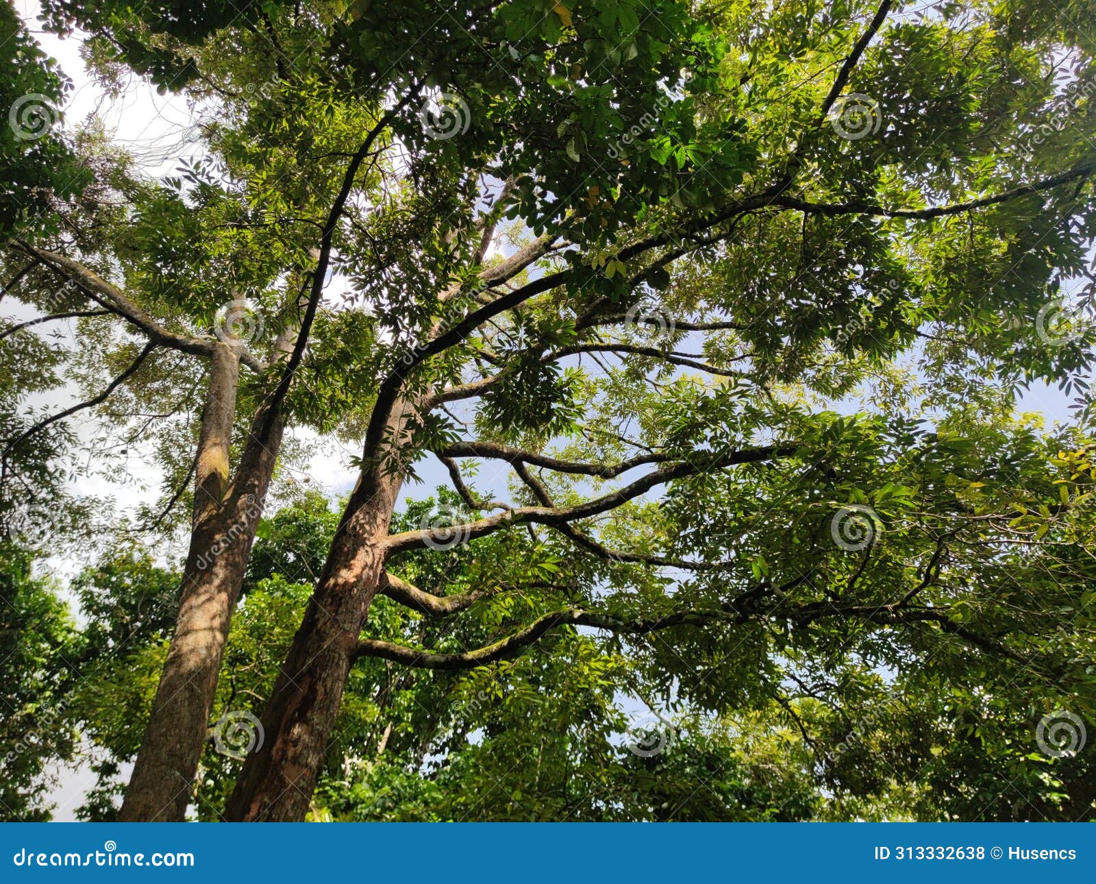 Durian tree farm stock photo. Image of branch, nature - 313332638