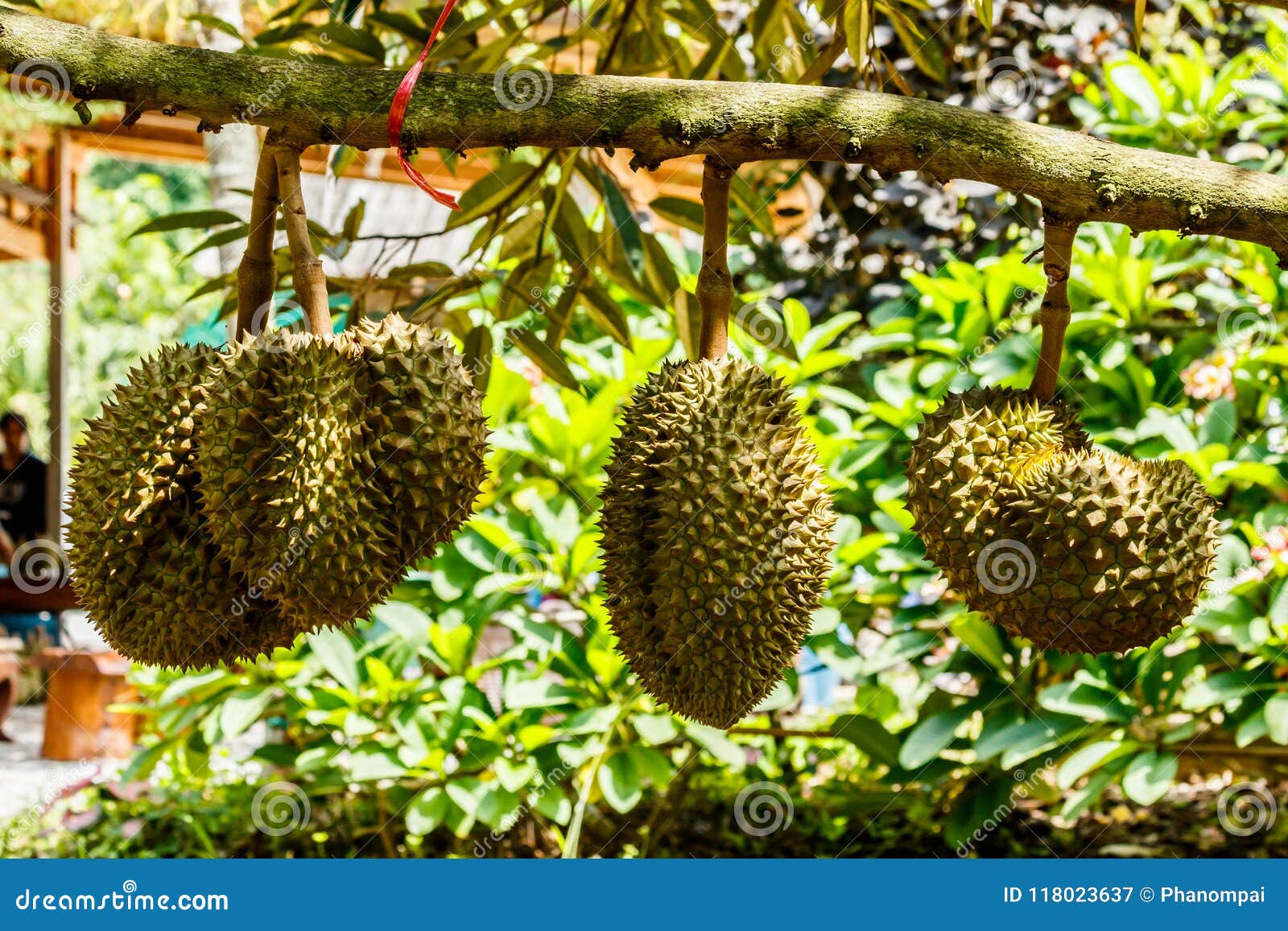 Durian Tree in the Farm Fruit. Stock Image - Image of outdoor, life ...