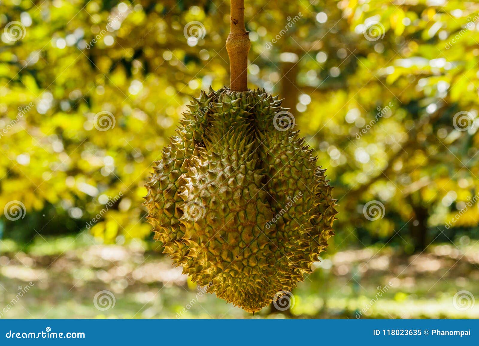 Durian Tree in the Farm Fruit. Stock Image - Image of freshness, thorn ...